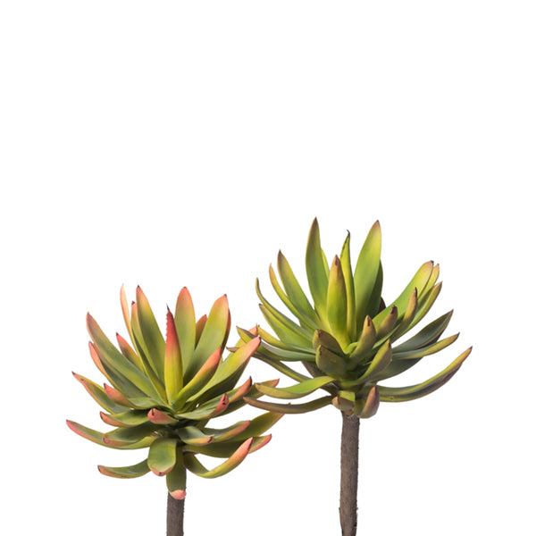 10" LG SUCCULENT (2 ASST) – Hulla B'Lu at Stems
