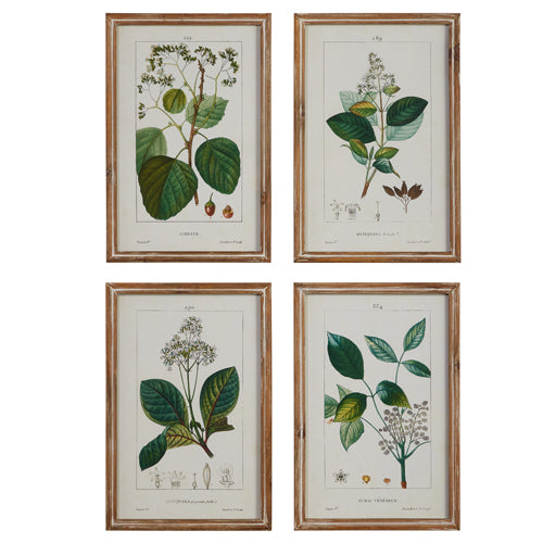 15" BOTANICAL FRAMED WALL ART – Hulla B'Lu at Stems